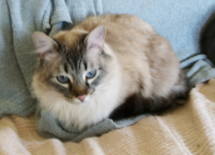 Copper - TaraSun Animal Rescue Retreat